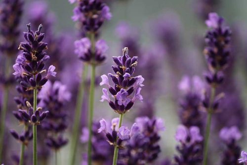 Amethyst Color Guide (With Color Swatches & Hex Codes