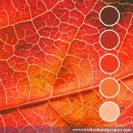17+ Vibrant Orange Color Palettes (Hex Codes Included)