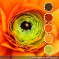 17+ Vibrant Orange Color Palettes (Hex Codes Included)