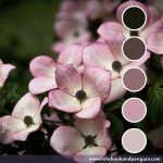 8 Striking Pink And Black Color Palette Ideas: With Hex Codes