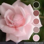 8 Striking Pink And Black Color Palette Ideas: With Hex Codes