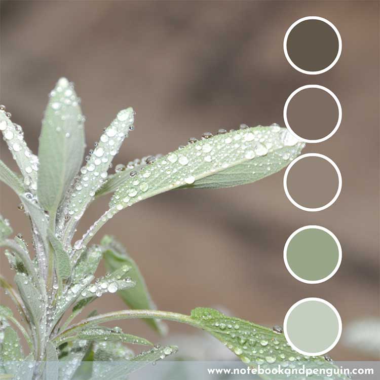 7 Beautiful Sage Green Color Palette Ideas (With Hex Codes)