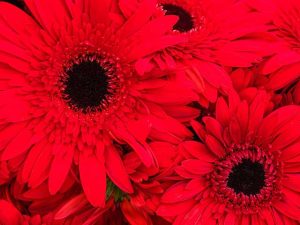 Primary Colors: What They Are And How To Use Them