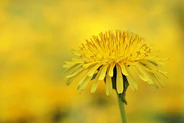Primary Colors: What They Are And How To Use Them