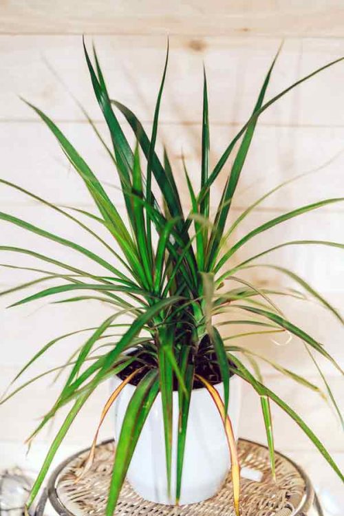 11 Beautiful Plants For Low-Light Rooms (That Don't Get Sun)