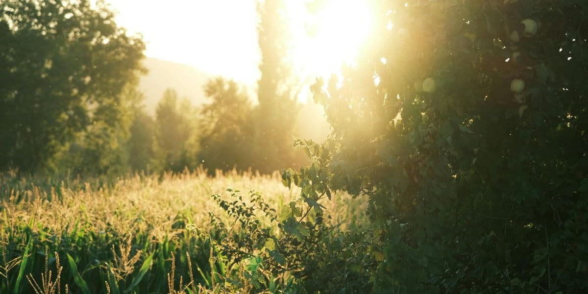 February Bible Reading Plan 2026 (With FREE PDF Printable)