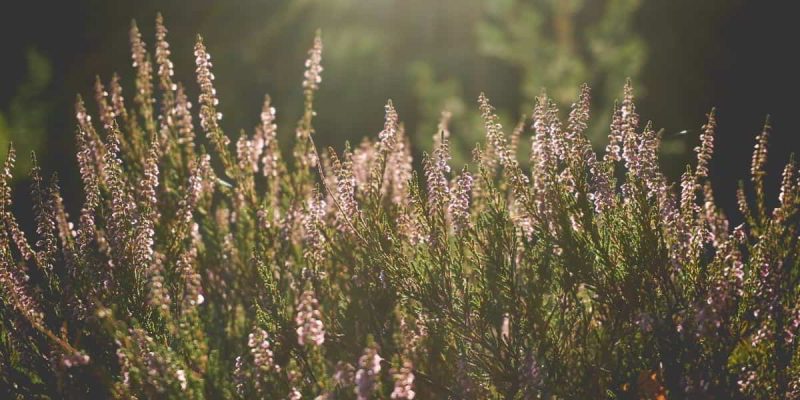 12+ Biblical Devotionals For Anxiety, Fear And Worry